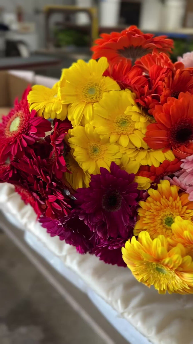 Gerbera Daisy Assorted Box - 100 stems – Calily Flowerhouse